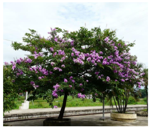 bungur – SMA NEGERI 1 BATU